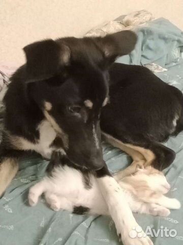 Пёсик ищет дом