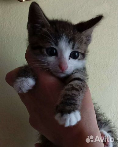 Кошка в дар