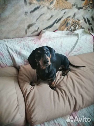 Такса вязка