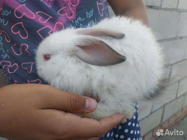 Продаю Кроликов Калифорнийцев