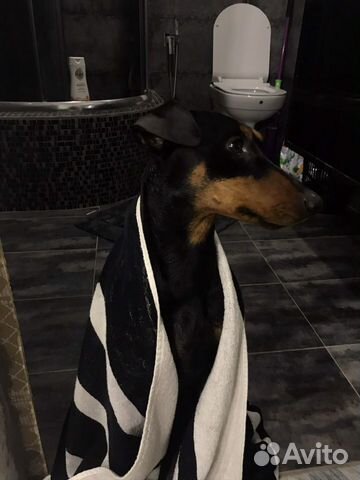 Немецкий пинчер