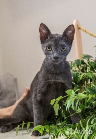 Котик метис 4 месяца