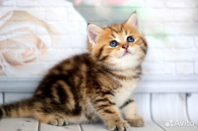 Брутальный мачо с роскошным золотым мрамором, BRI