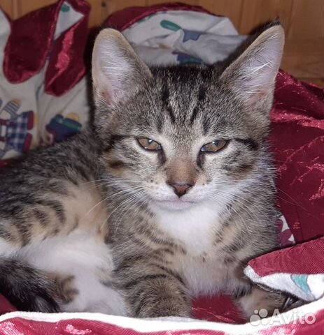 Тим, серый котенок в дар