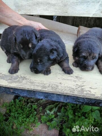 Щенята немецкой овчарки продаются
