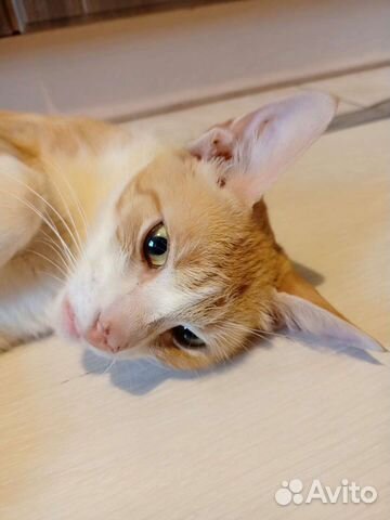 Кот