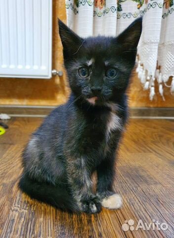 Котенок, 2 месяца, в поисках дома