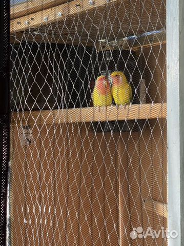 В добрые руки отдадим неразлучников