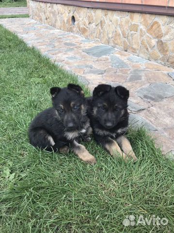 Щеночки немецкая овчарка