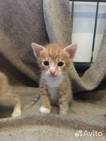 Бенгальские котята