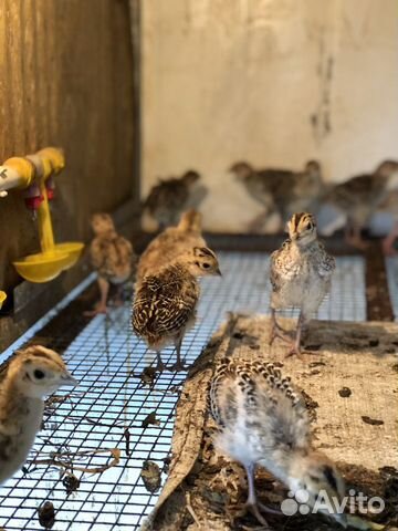 Фазан охотничий месячный