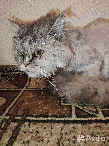 Персидская кошка