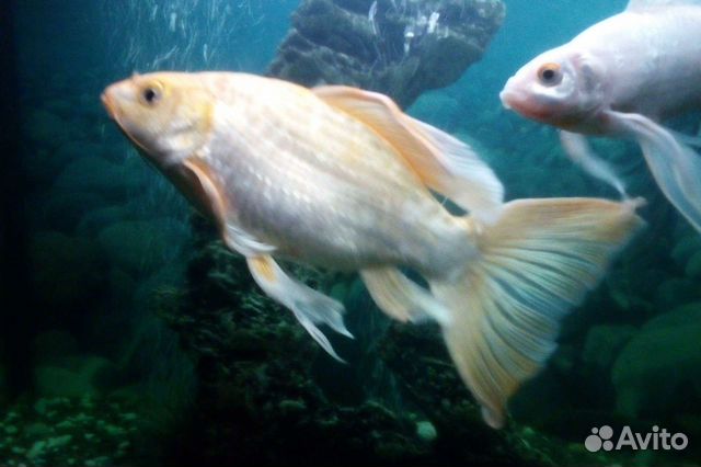 Рыба прудовая