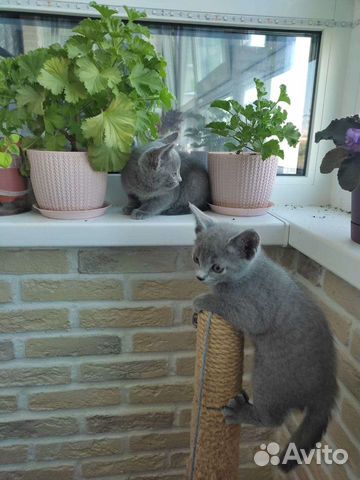 Котята русской голубой