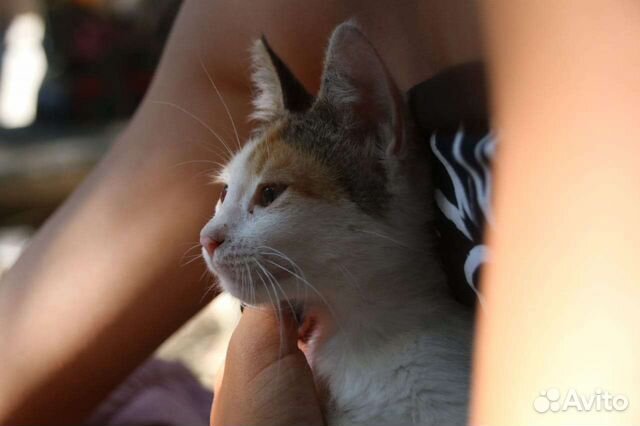 Котëнок ищет дом