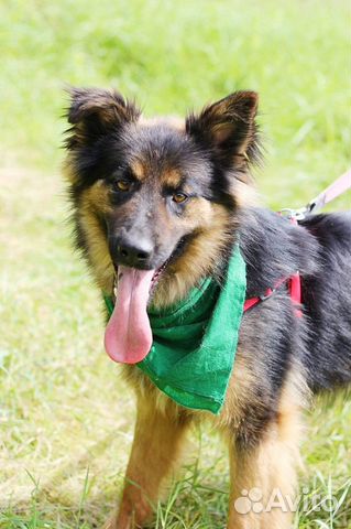 Шикарный пёс в добрые руки