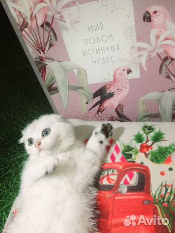 Британская серебристая шиншилла