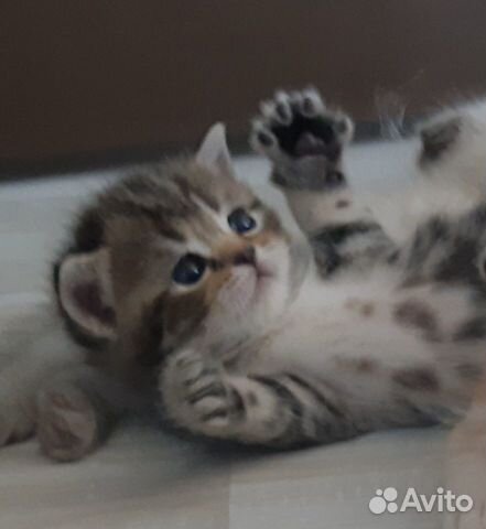 Шотландские вислоухие котята мраморн. Котенок рожд