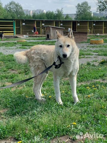 Пан, лайка в добрые руки