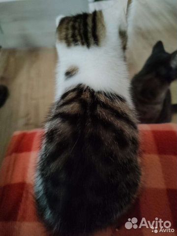 Биколор тигровый на белом