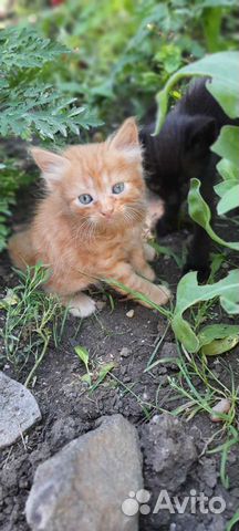 Кошка в дар