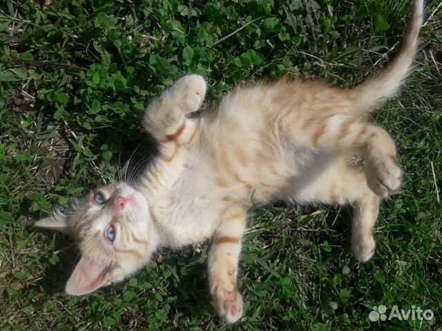 Отдам кота в добрые руки
