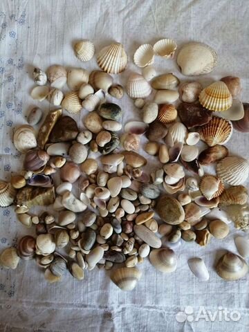 Камушки и ракушки для аквариума