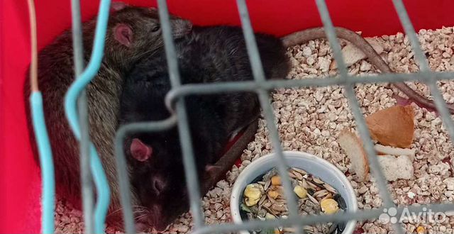 Домашние животные. грызуны. крысы