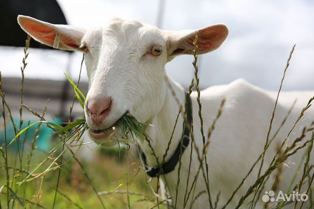 Продам отличных дойных коз. Цена за двух коз