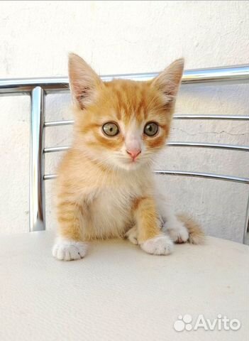 Котёнок Апельсин