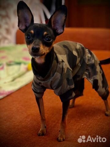 Вязка той-терьер