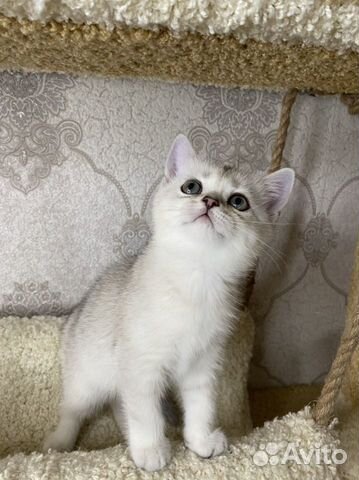 Серебристая шиншилла