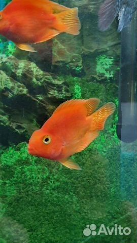 Красный попугай (blood red parrot)