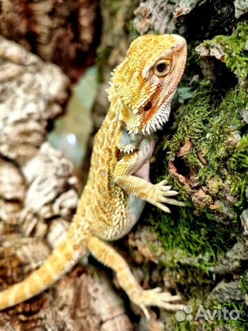 Бородатая агама