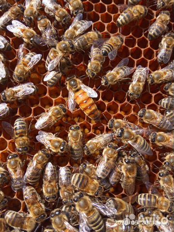 Продам пасеку, семьи пчел