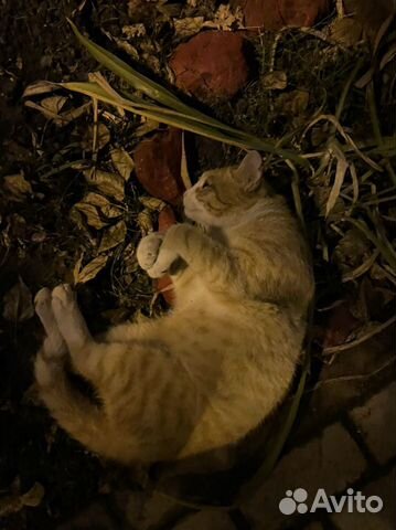 Отдам котика в добрые руки