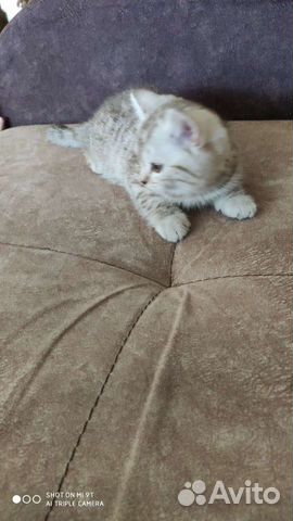 Кошки