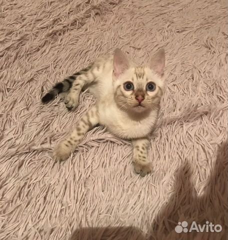 Снежная бенгалка