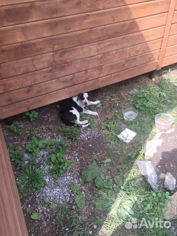 Щенок (сучка)