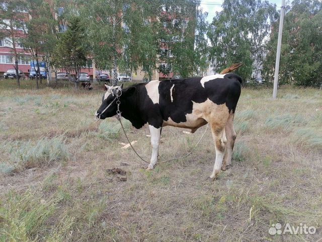 Продам быка