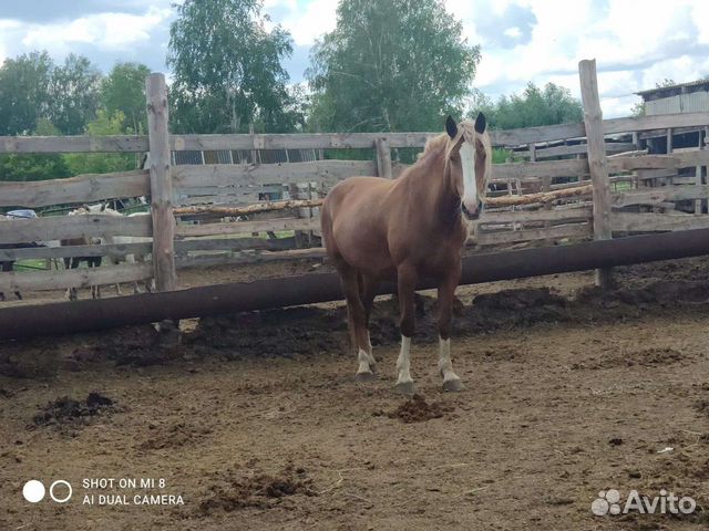 Лошадь Кобыла продажа обмен