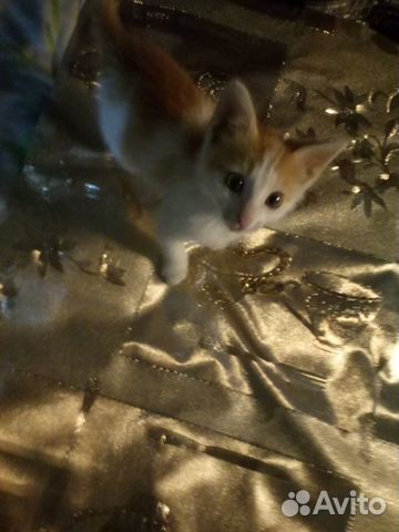 Котёнок Мурлыка