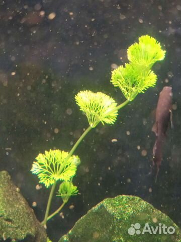 Кабомба Каролинская