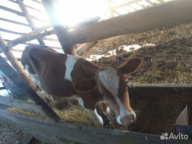 Телята бички