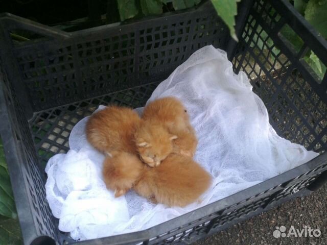 Котята ищут кормящую кошку