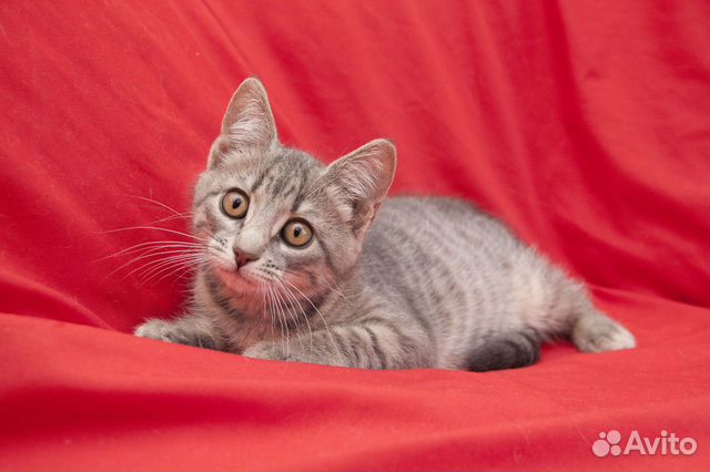 Симочка. Дымчатый котенок в хорошие руки