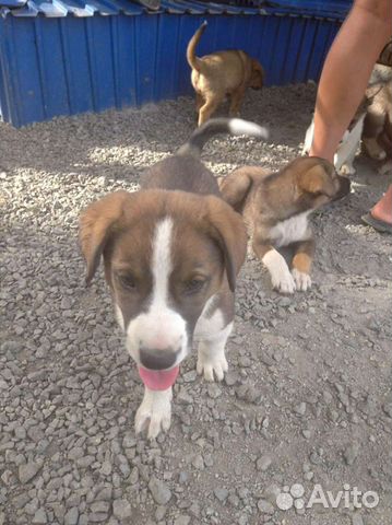 Щенки в добрые руки