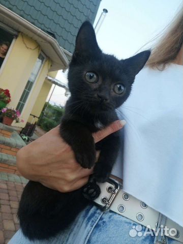 Компанейская лапуська