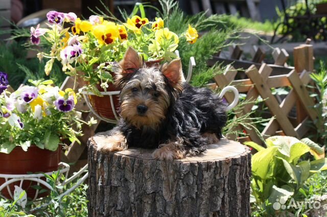 Йоркширский терьер