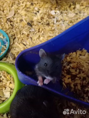 Хомяки джунгарики